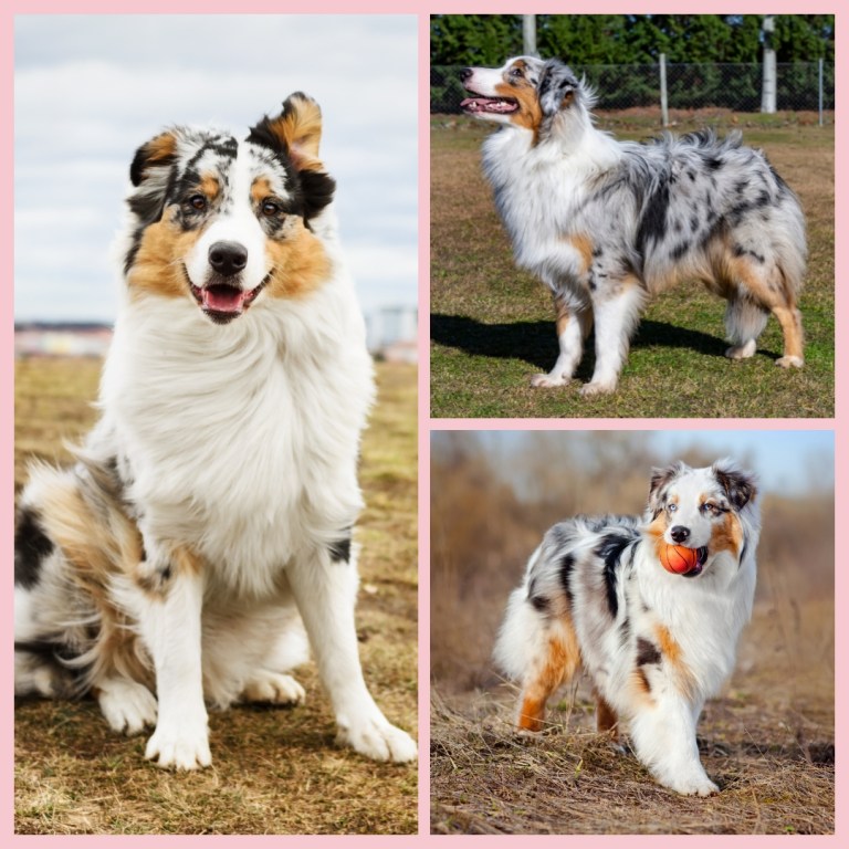 What Is a Blue Merle Dog? Colors, Breeds, and Health Risks – Zira the Corgi