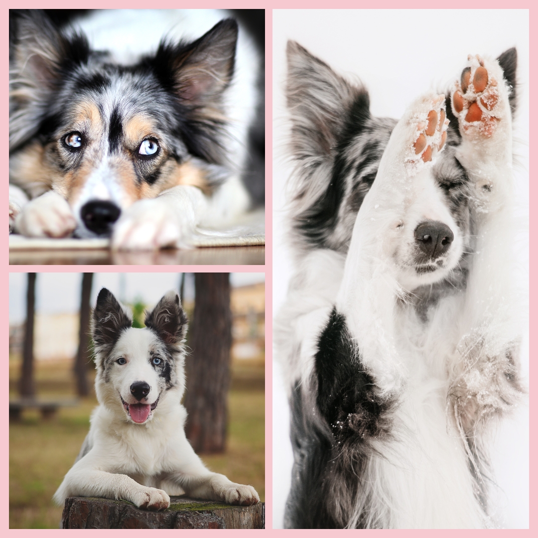 What Is a Blue Merle Dog? Colors, Breeds, and Health Risks – Zira the Corgi