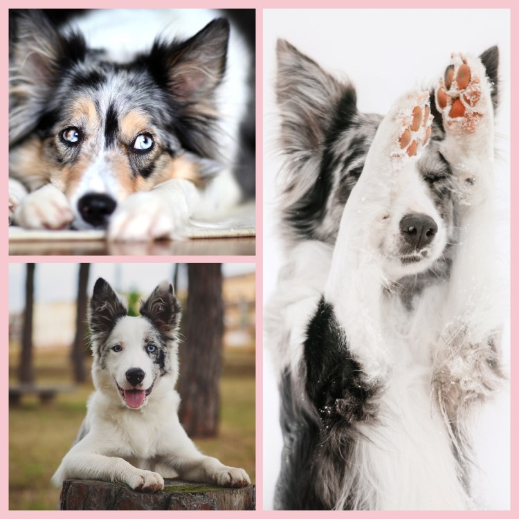 What Is a Blue Merle Dog? Colors, Breeds, and Health Risks – Zira the Corgi