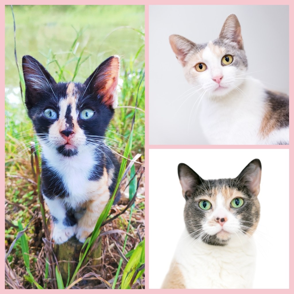 What Is a Blue Merle Dog? Colors, Breeds, and Health Risks – Zira the Corgi