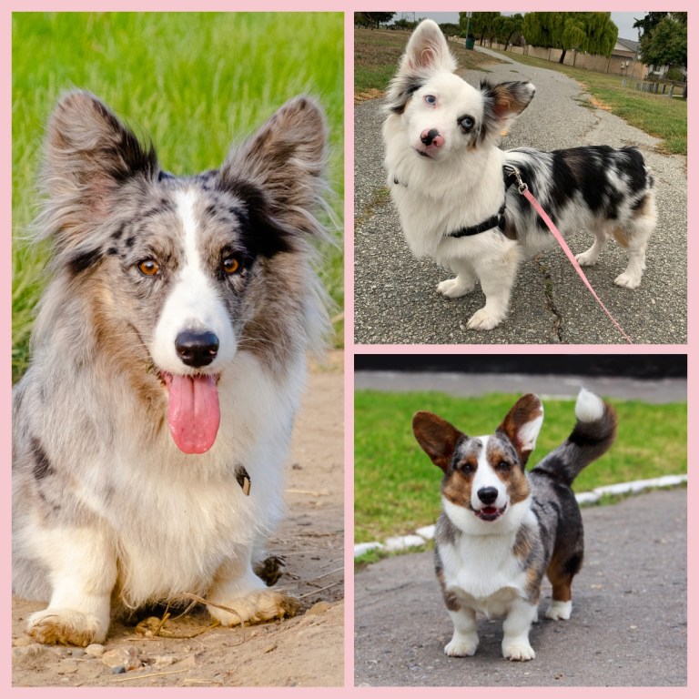 What Is a Blue Merle Dog? Colors, Breeds, and Health Risks – Zira the Corgi