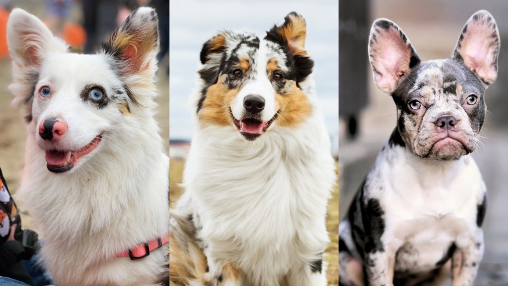 What Is a Blue Merle Dog? Colors, Breeds, and Health Risks – Zira the Corgi