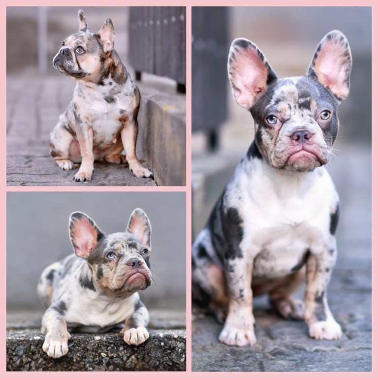 What Is a Blue Merle Dog? Colors, Breeds, and Health Risks – Zira the Corgi