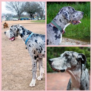 What Is a Blue Merle Dog? Colors, Breeds, and Health Risks – Zira the Corgi