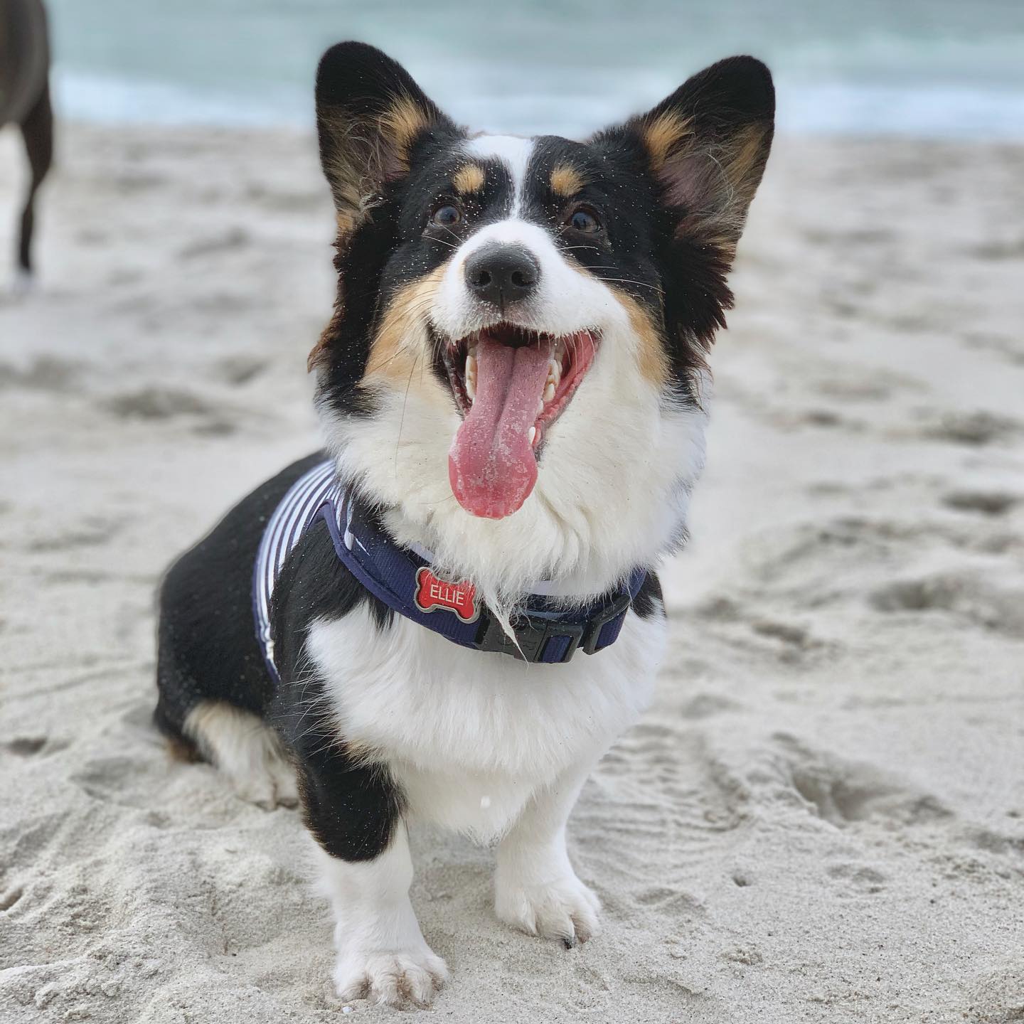 Raising an Aussie Corgi Mix: Traits and Tips for the Auggie Breed ...