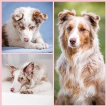 What Is a Blue Merle Dog? Colors, Breeds, and Health Risks – Zira the Corgi