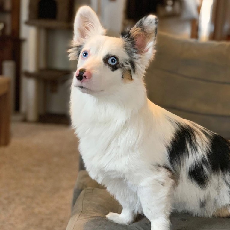 What Is a Blue Merle Dog? Colors, Breeds, and Health Risks – Zira the Corgi