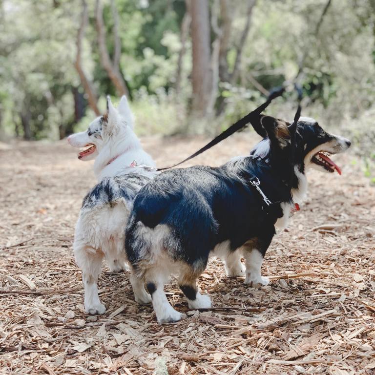 Raising an Aussie Corgi Mix: Traits and Tips for the Auggie Breed ...