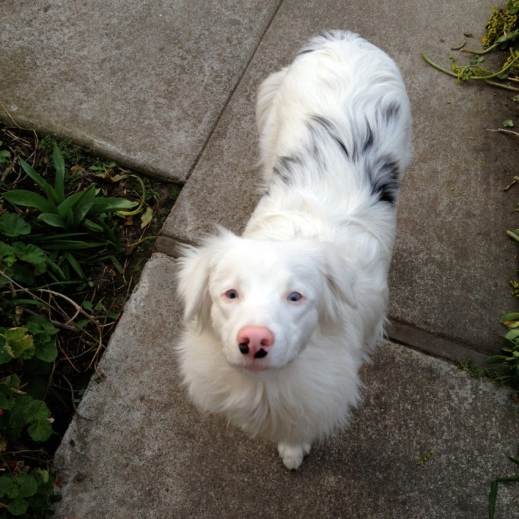 All About Double Merle Dogs: Health Issues and Genetics – Zira the Corgi