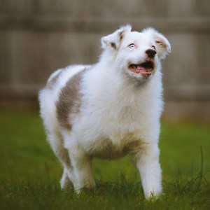 All About Double Merle Dogs: Health Issues and Genetics – Zira the Corgi