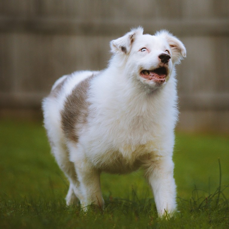 All About Double Merle Dogs: Health Issues and Genetics – Zira the Corgi