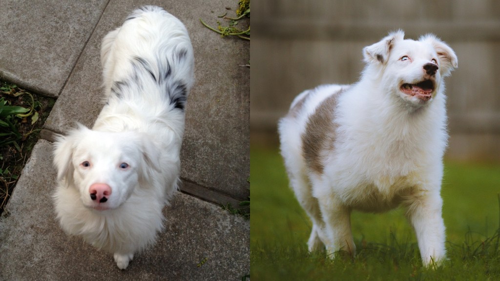 All About Double Merle Dogs: Health Issues and Genetics – Zira the Corgi