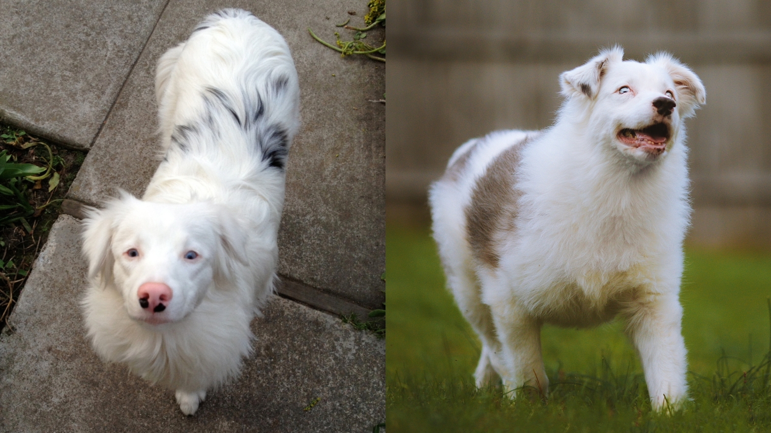 All About Double Merle Dogs: Health Issues and Genetics – Zira the Corgi