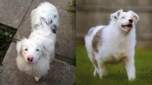 All About Double Merle Dogs: Health Issues and Genetics – Zira the Corgi