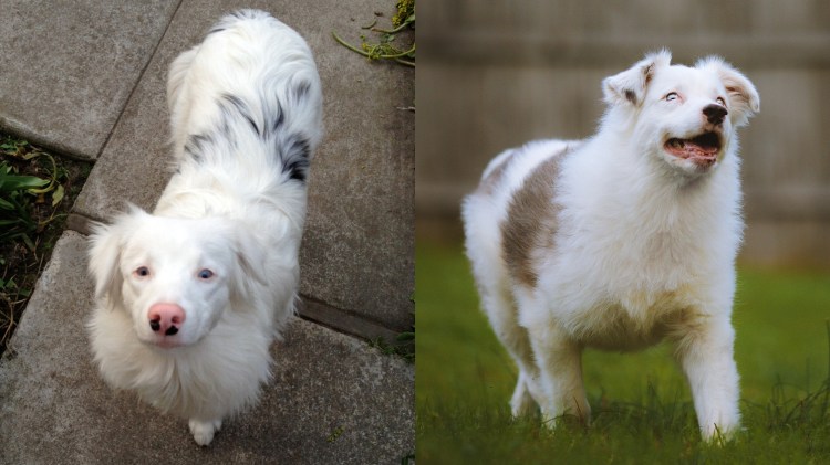 All About Double Merle Dogs: Health Issues and Genetics – Zira the Corgi