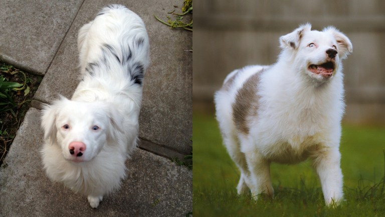 All About Double Merle Dogs: Health Issues and Genetics – Zira the Corgi
