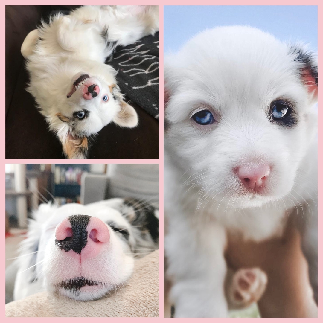 All About Double Merle Dogs: Health Issues and Genetics – Zira the Corgi