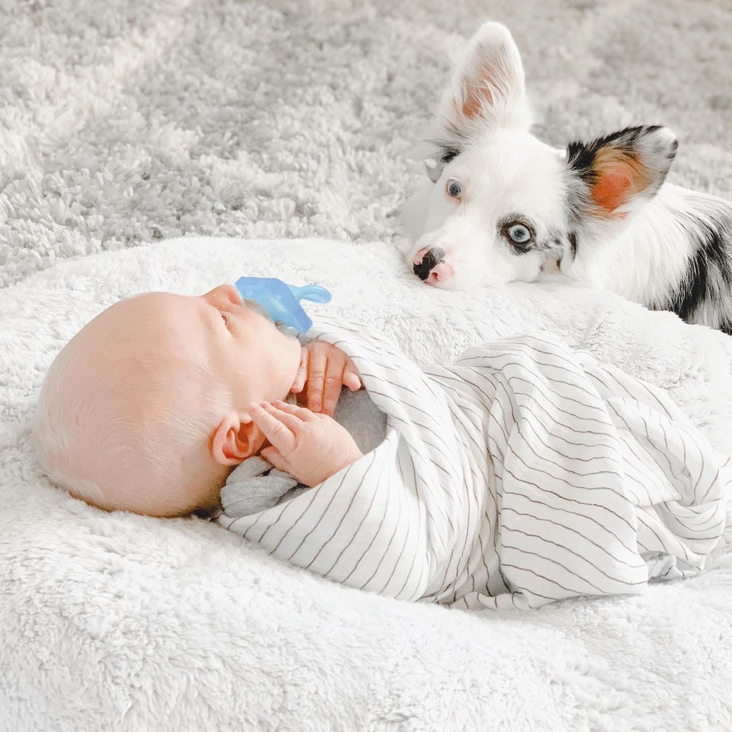 Are Corgis Good With Kids? A Family-Friendly Guide – Zira the Corgi