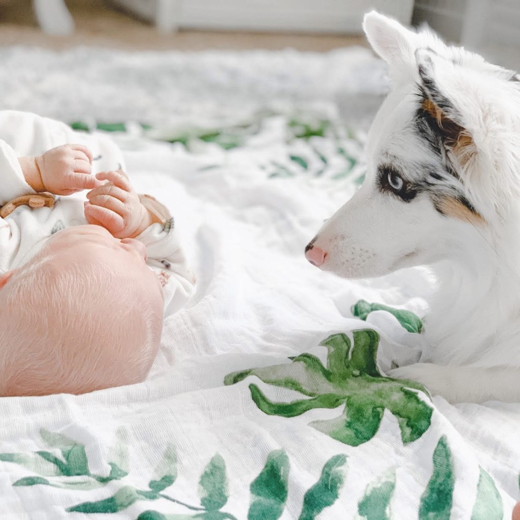 Are Corgis Good With Kids? A Family-Friendly Guide – Zira the Corgi