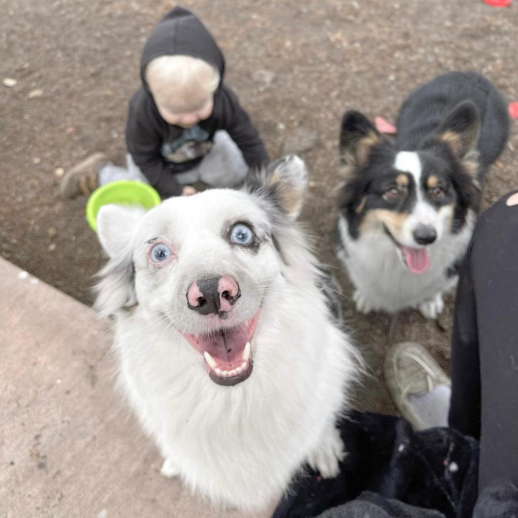 Are Corgis Good With Kids? A Family-Friendly Guide – Zira the Corgi