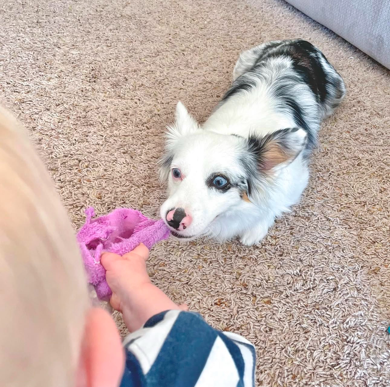Are Corgis Good With Kids? A Family-Friendly Guide – Zira the Corgi