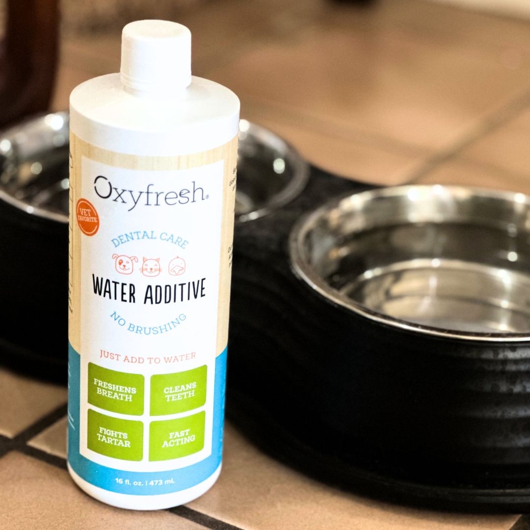 How to Freshen Your Dog’s Breath: Best Water Additive – Zira the Corgi